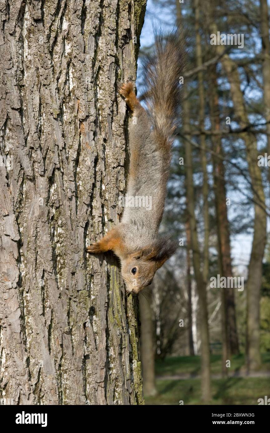 Squirrel going down by a tree in park Stock Photo - Alamy