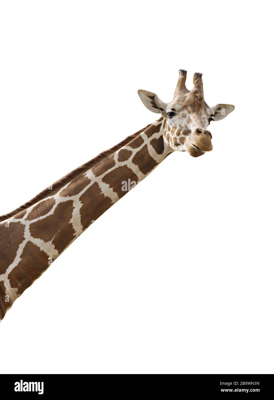 Giraffe Head And Neck