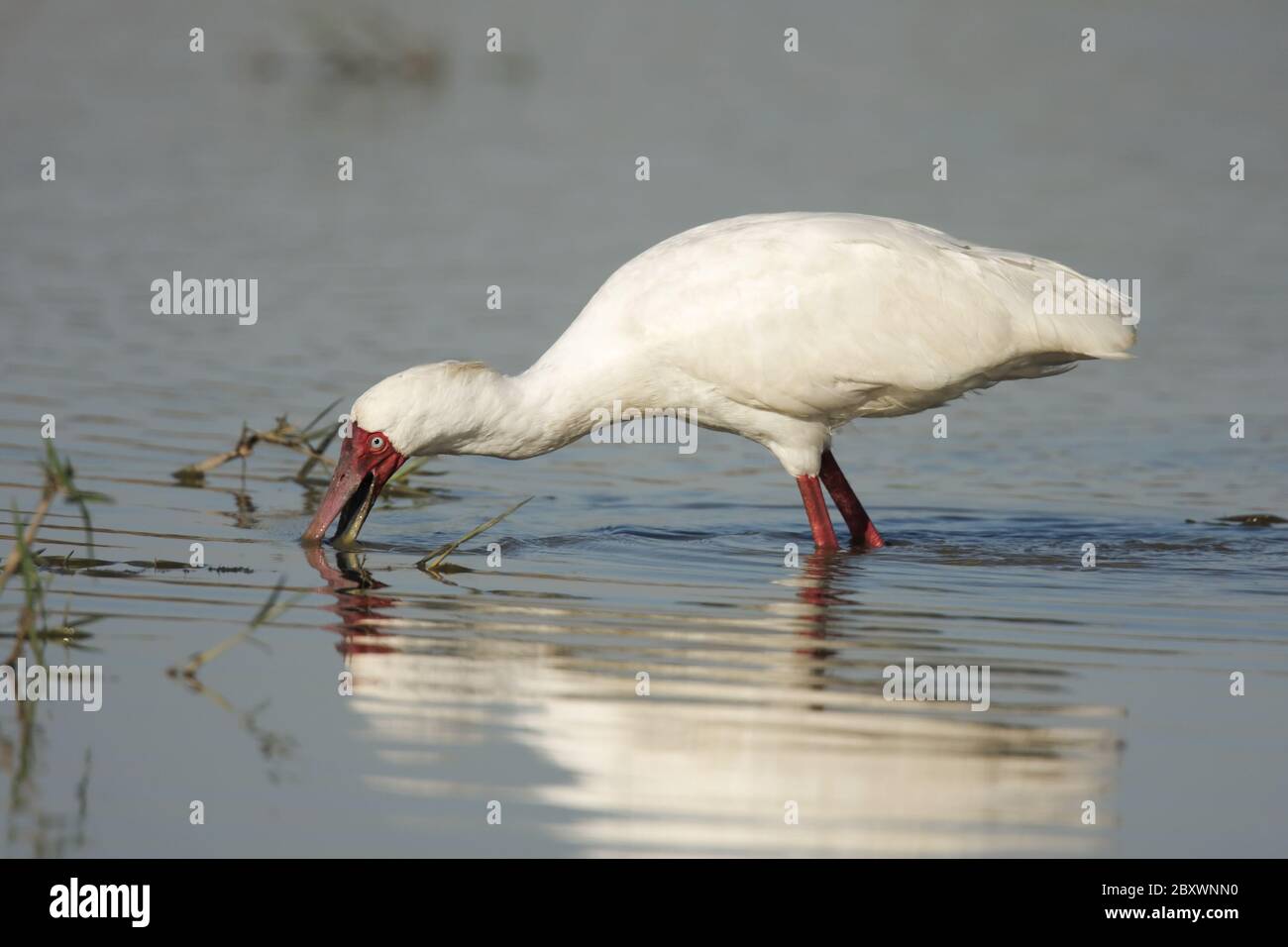 African spoonbill platalea alba feeding hi-res stock photography and ...