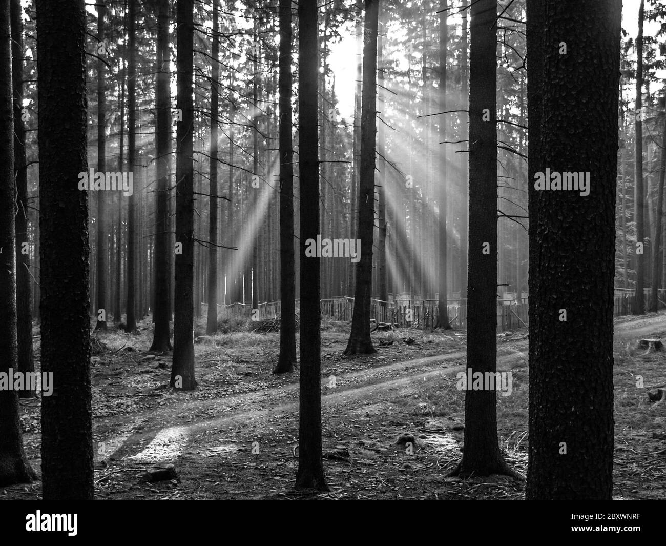 Sun rays shining through spring Black and White Stock Photos & Images ...