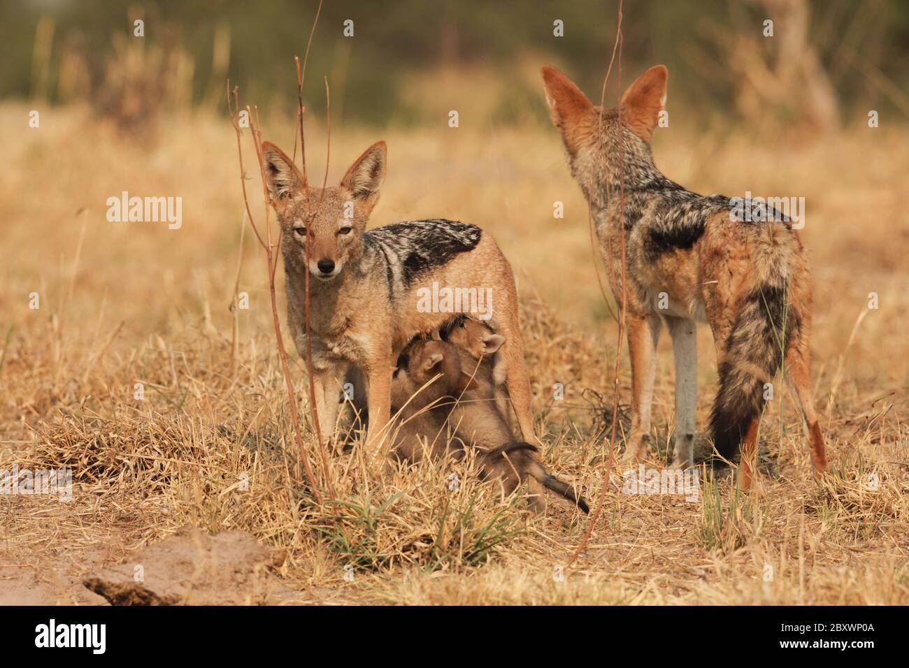 Black-backed Jackal family Stock Photo - Alamy