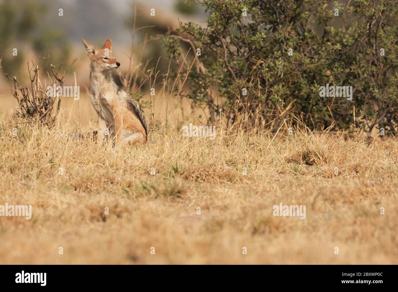 Male jackal hi-res stock photography and images - Alamy