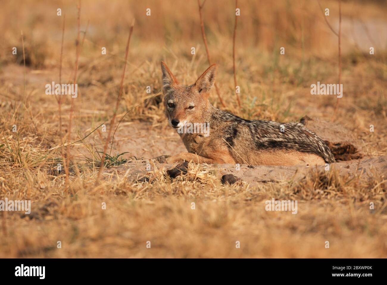 Male jackal hi-res stock photography and images - Alamy