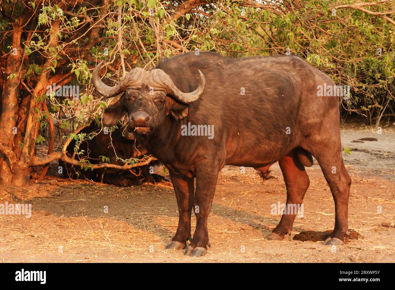 Buffalo movement hi-res stock photography and images - Alamy