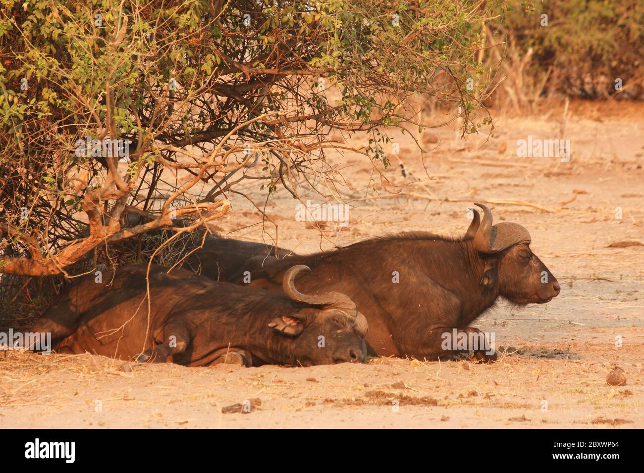 Buffalo movement hi-res stock photography and images - Alamy