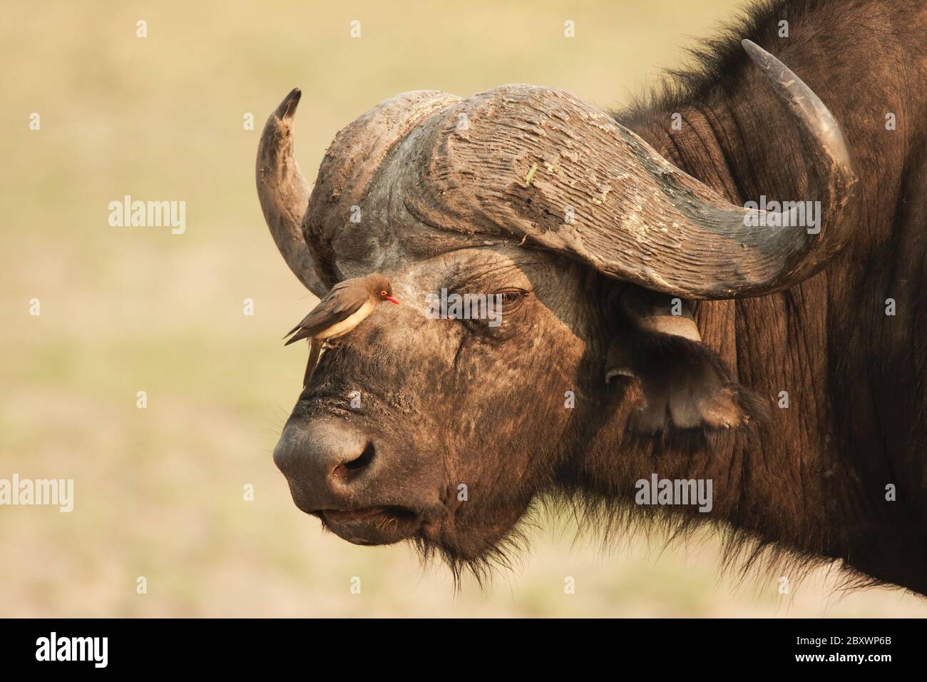 Flying buffalo hi-res stock photography and images - Alamy