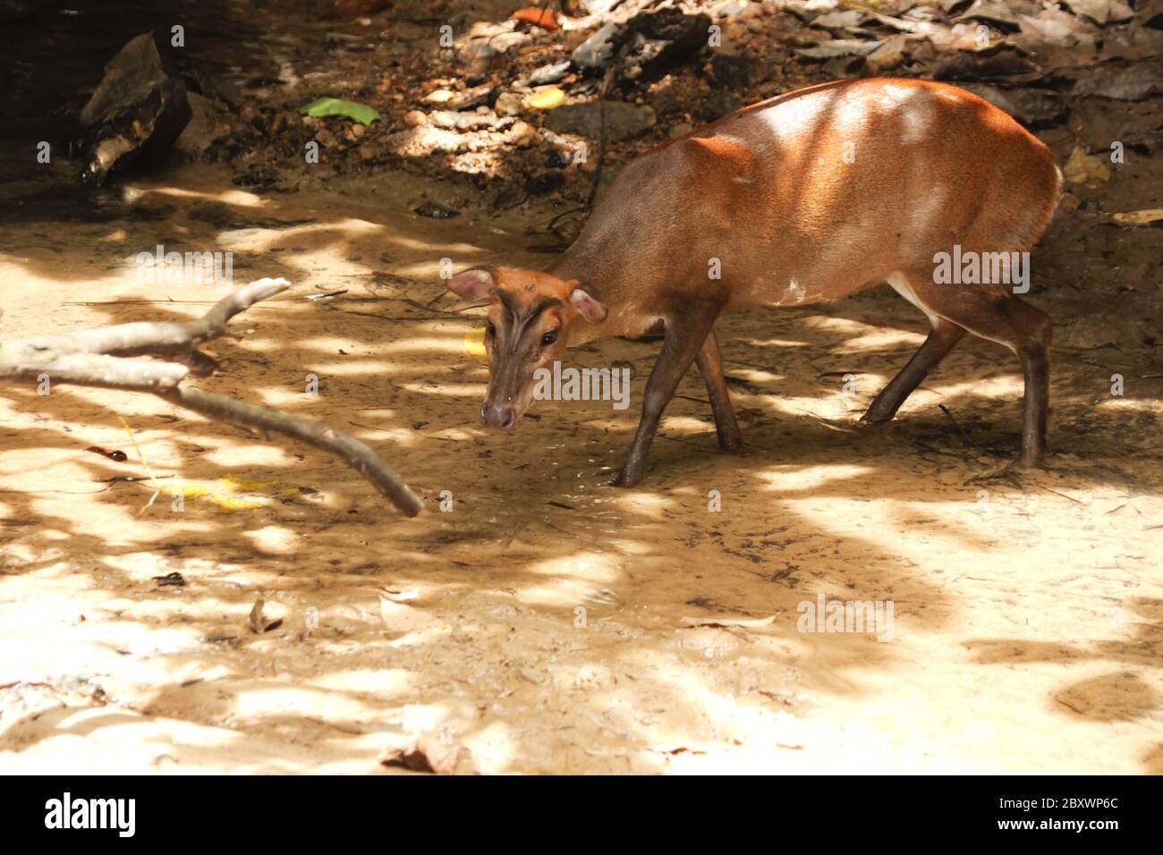 Bornean yellow muntjac, Muntiacus atherodes Stock Photo - Alamy