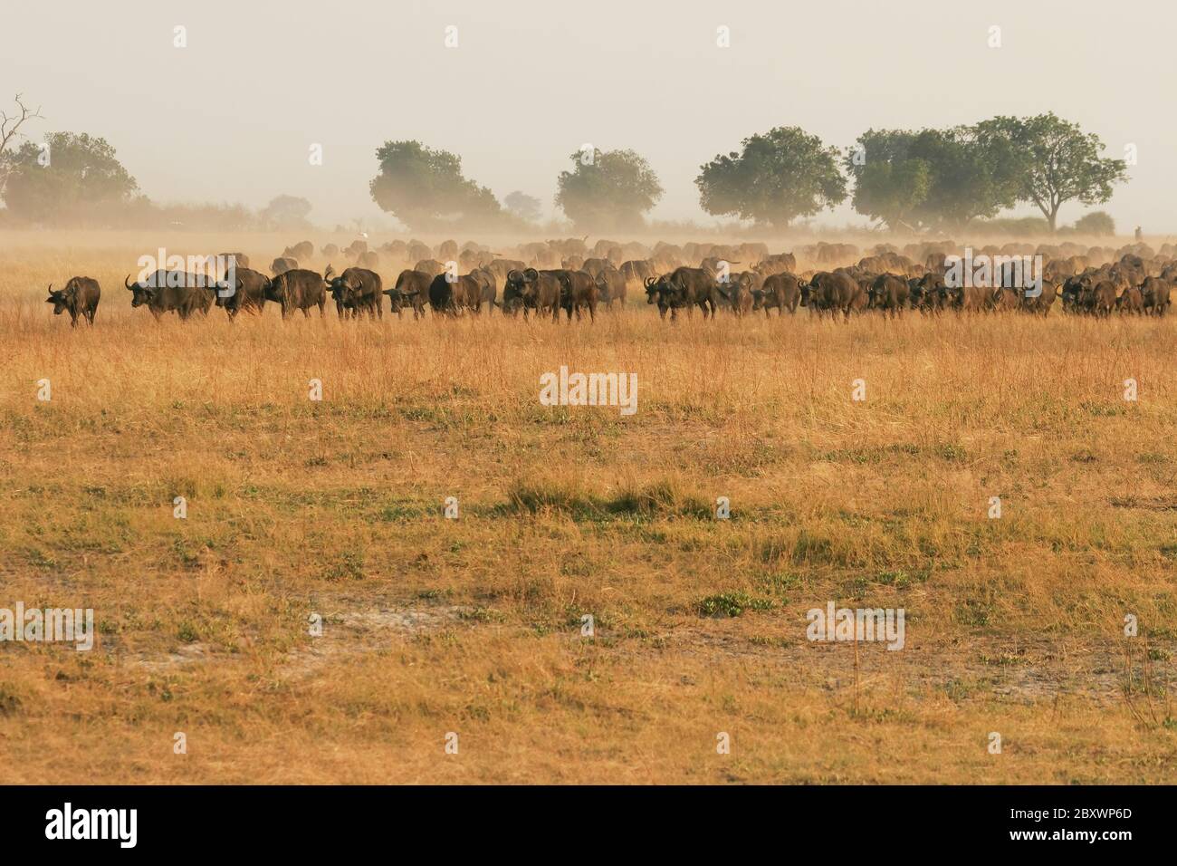 Buffalo movement hi-res stock photography and images - Alamy