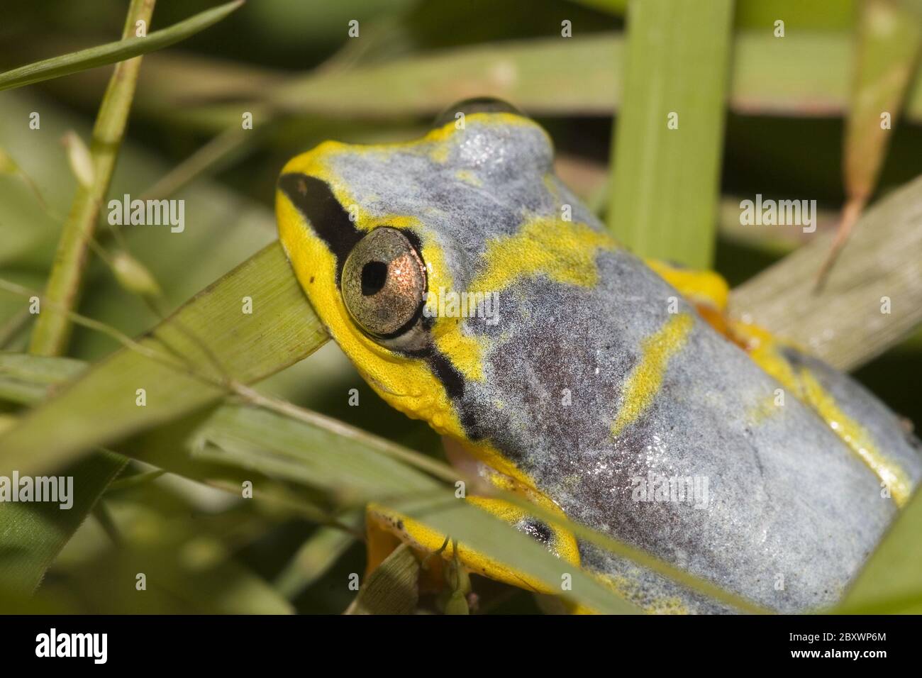 Heterixalus punctatus, Madagascar reed frog Stock Photo - Alamy