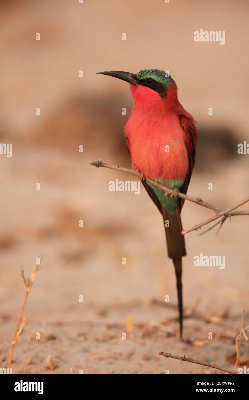 Carmine bee eater botswana hi-res stock photography and images - Alamy