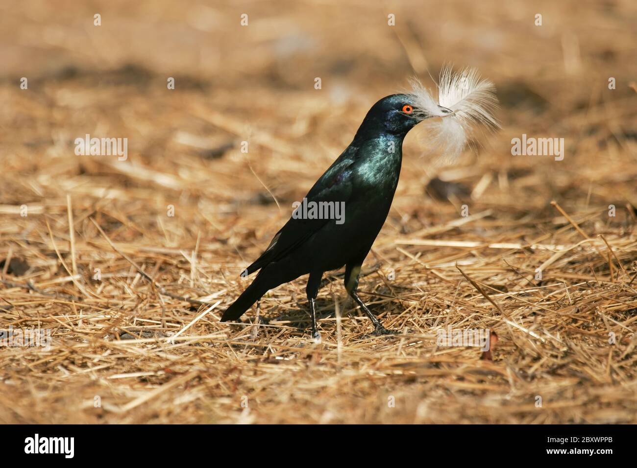 Cape starling flying hi-res stock photography and images - Alamy