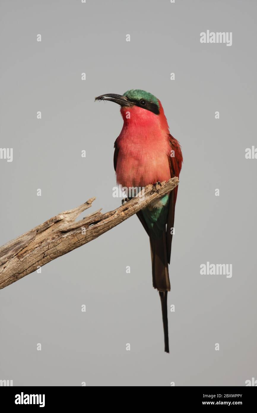 Carmine bee eater botswana hi-res stock photography and images - Alamy