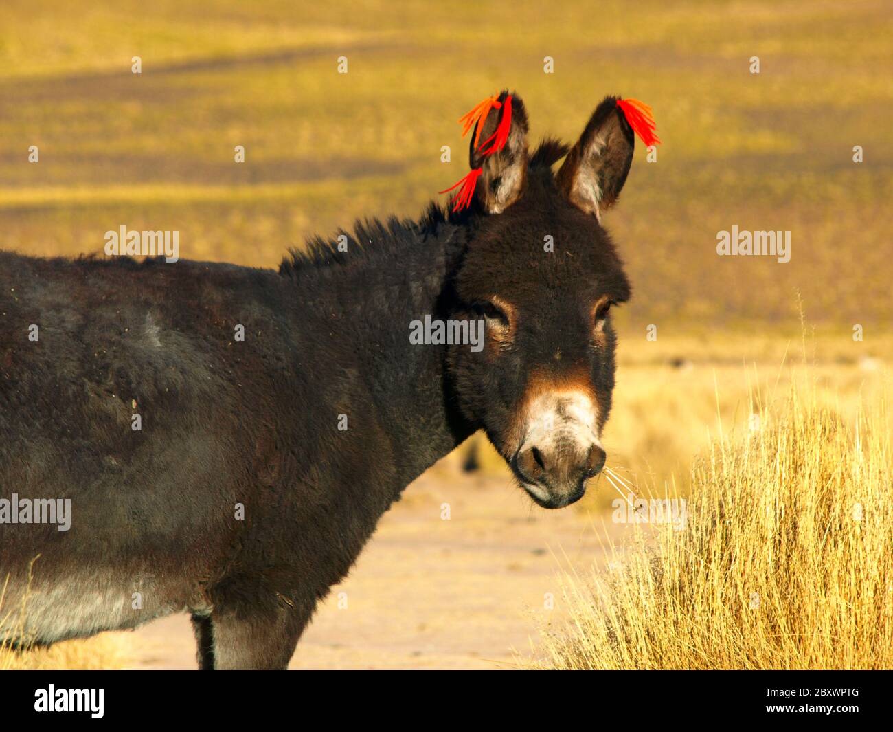 Black donkey hi-res stock photography and images - Alamy