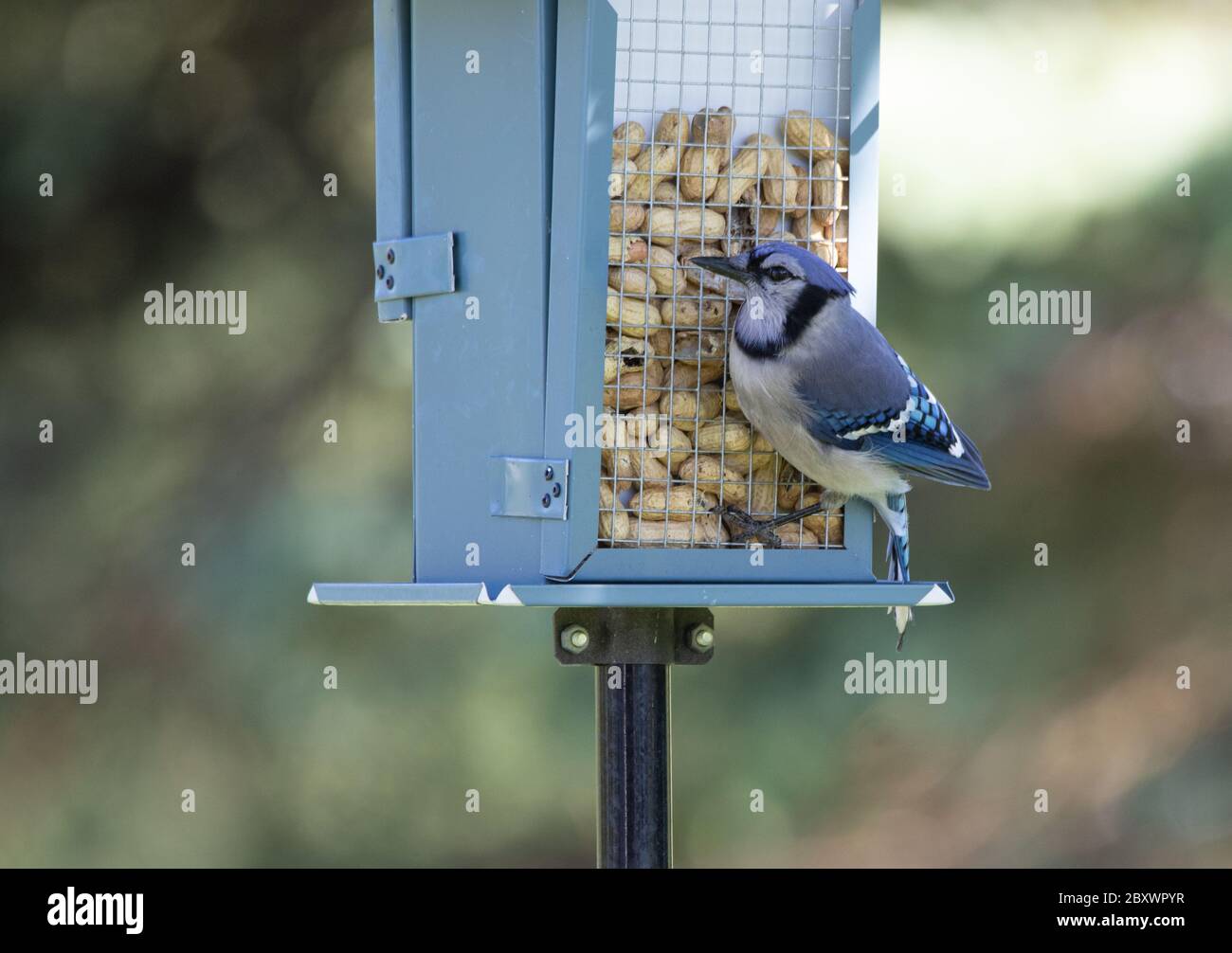 Pretty blue jay getting peanuts from a feeder in a green garden Stock ...