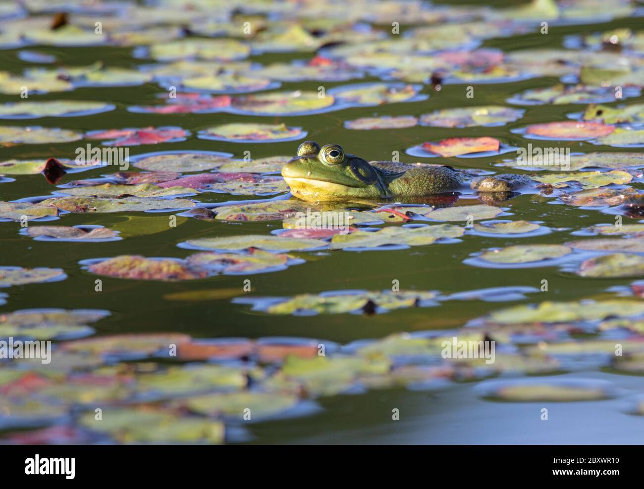 Bullfrog in pond hi-res stock photography and images - Alamy