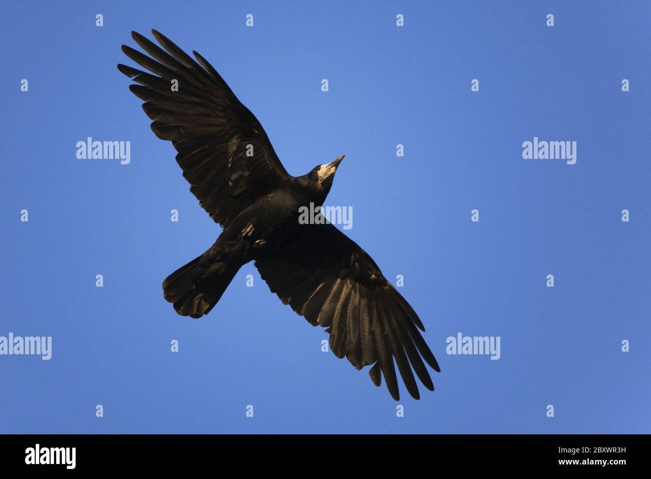 rook, crow, (Corvus frugilegus), flying, in flight, Germany Stock Photo ...