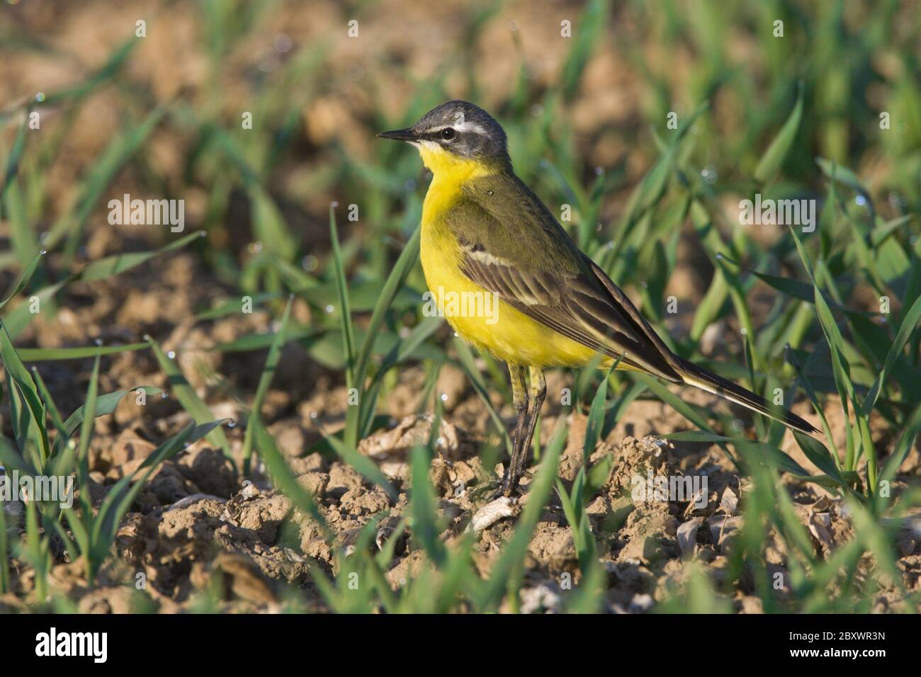 Blue headed wagtail hi-res stock photography and images - Alamy