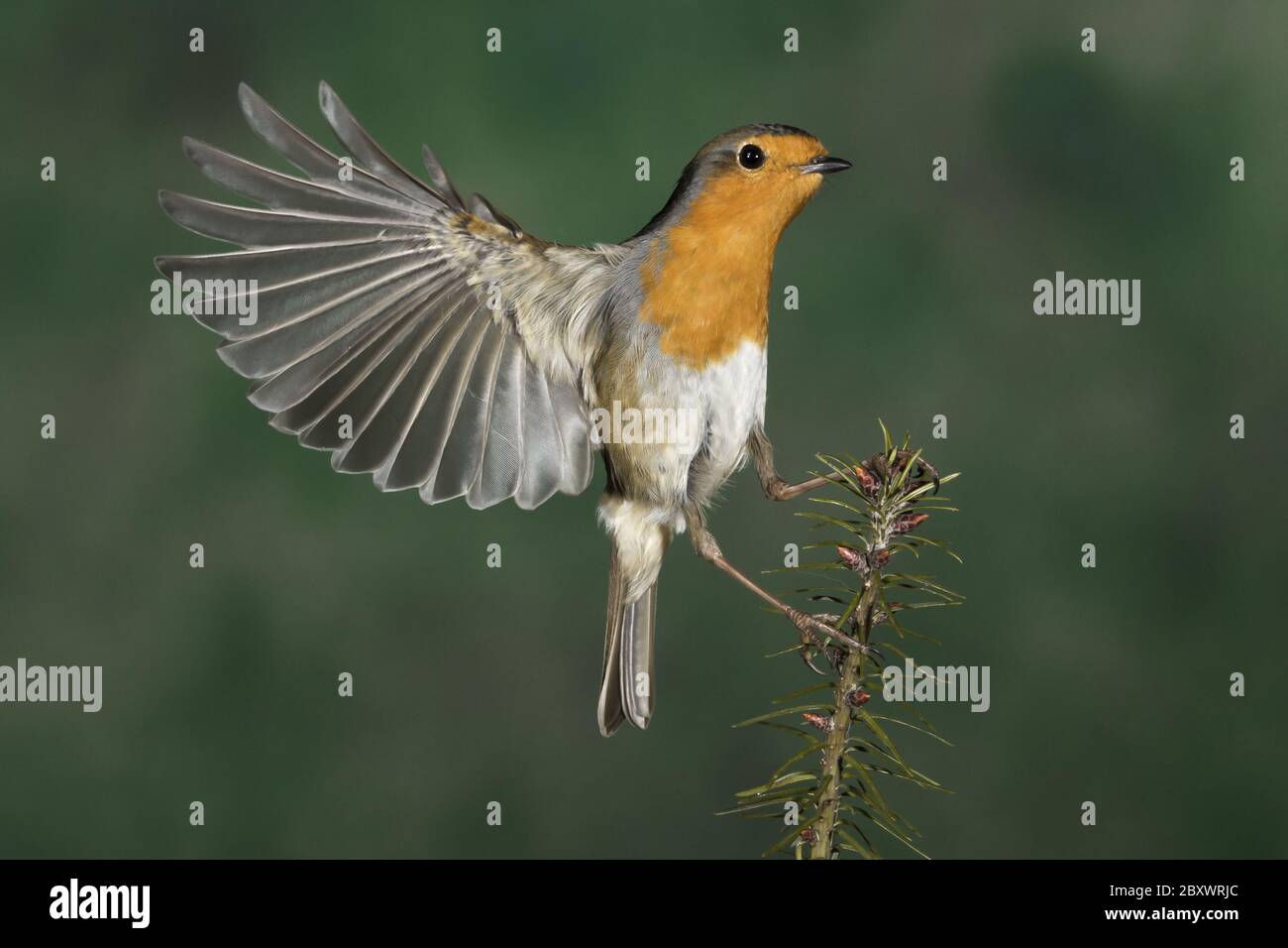 Robins of europe hi-res stock photography and images - Alamy