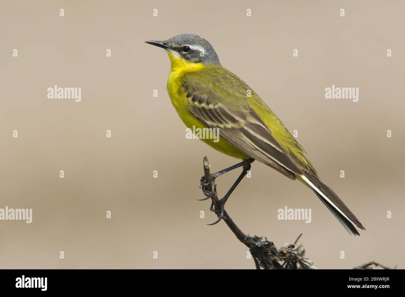 Blue headed yellow wagtails hi-res stock photography and images - Alamy
