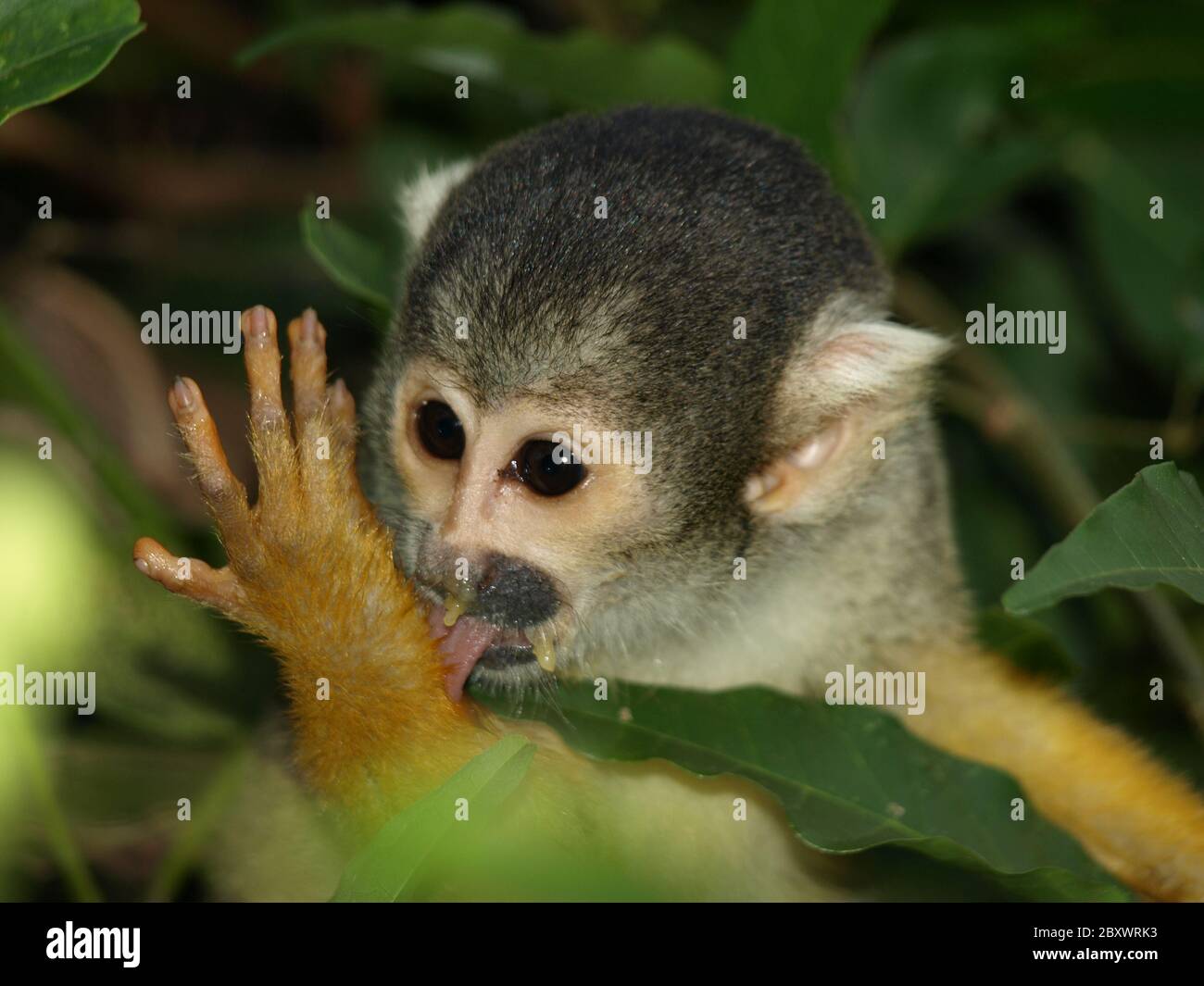 Yellow squirrel monkey licking its hand in the bush Stock Photo - Alamy