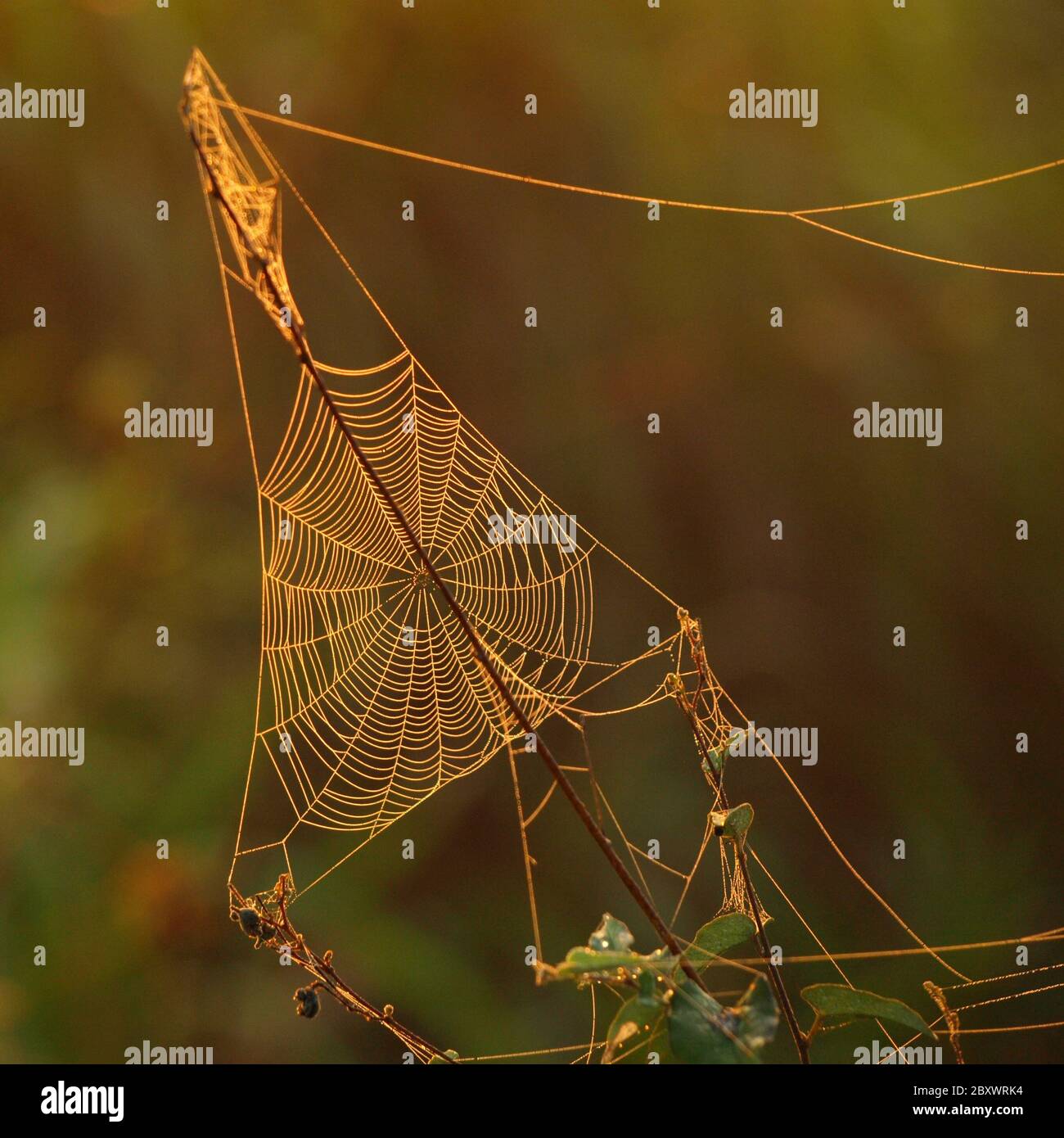 Gold spider silk hi-res stock photography and images - Alamy