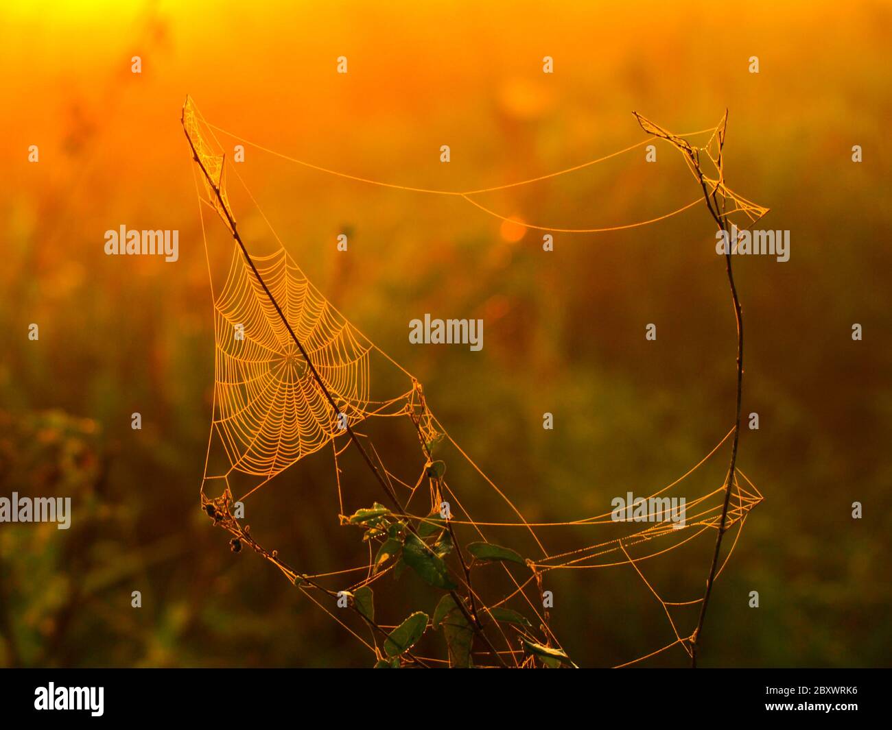 Illuminated spider web hi-res stock photography and images - Alamy