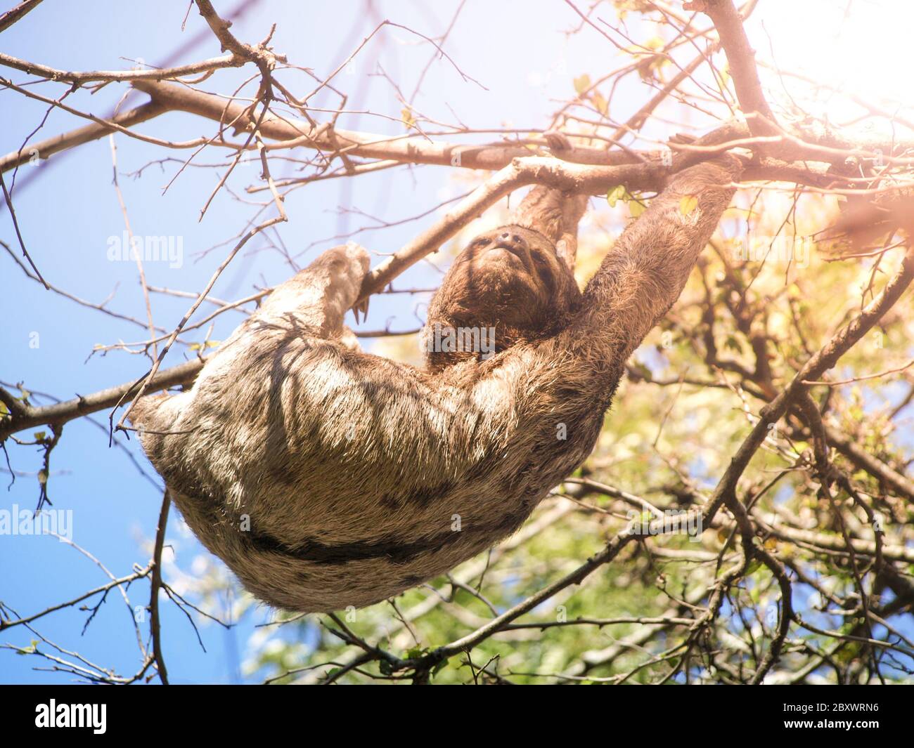 Sloth hanging from tree branch hi-res stock photography and images - Alamy