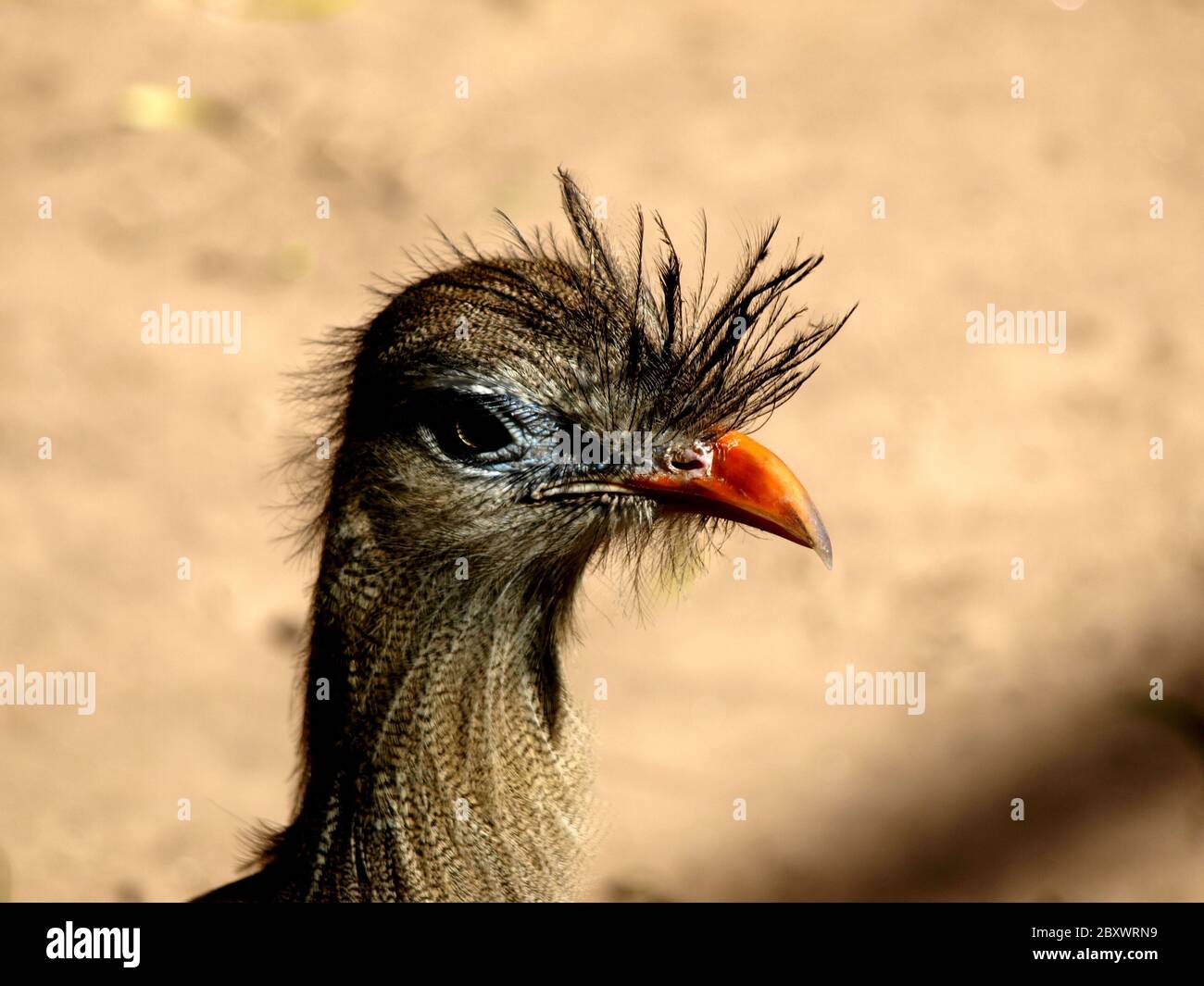 Crested seriema zoo hi-res stock photography and images - Alamy