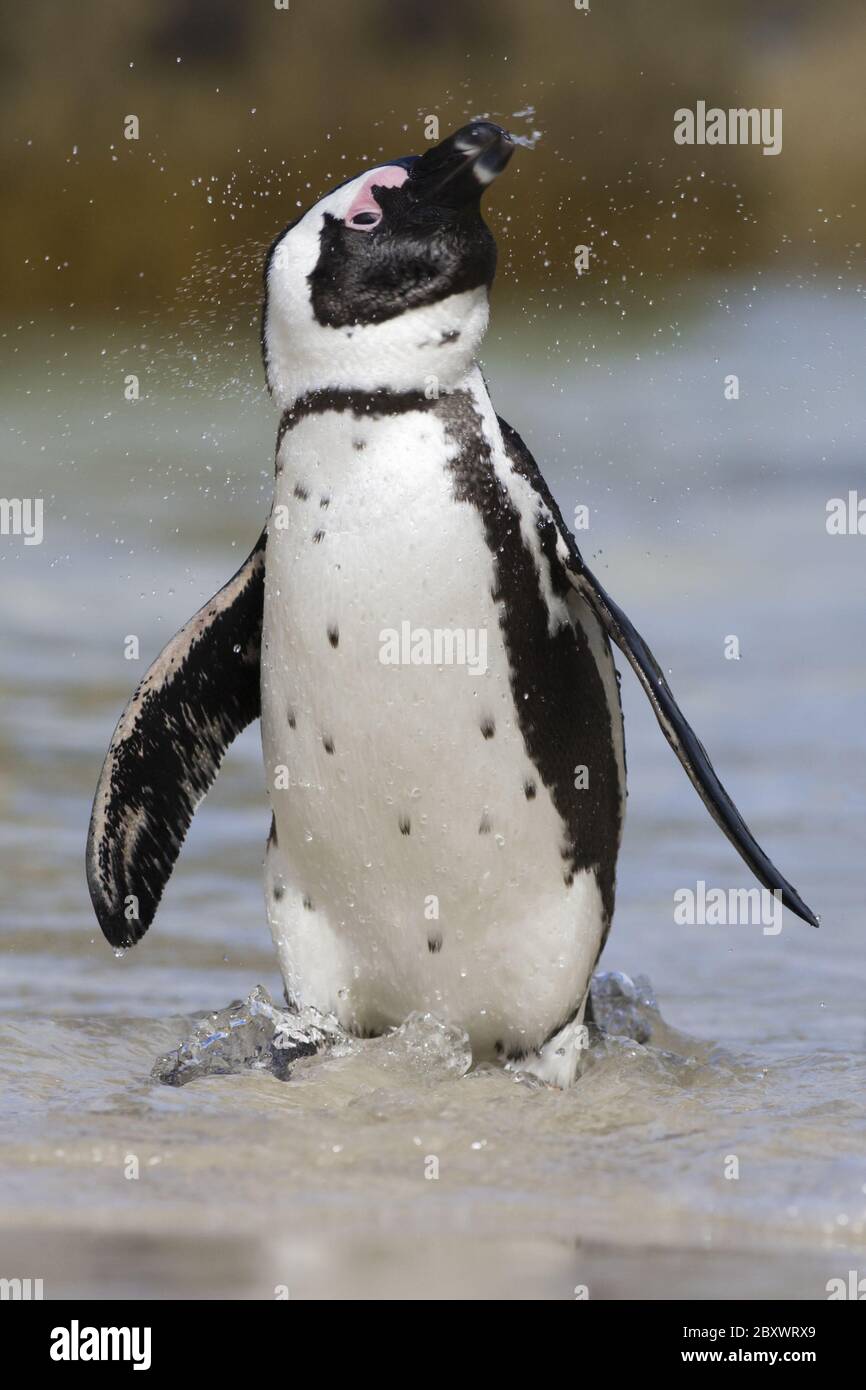 Pengu hi-res stock photography and images - Alamy