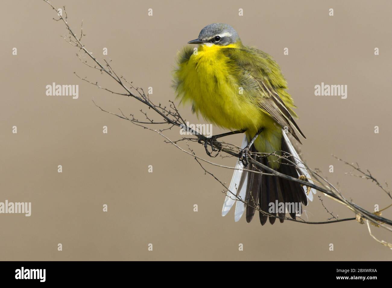 Yellow wagtails hi-res stock photography and images - Alamy