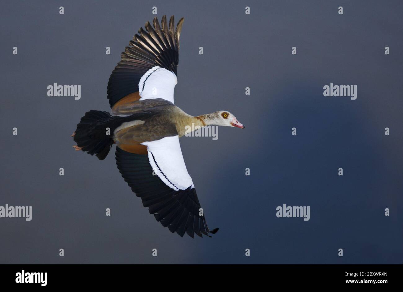 Sheldgoose hi-res stock photography and images - Alamy