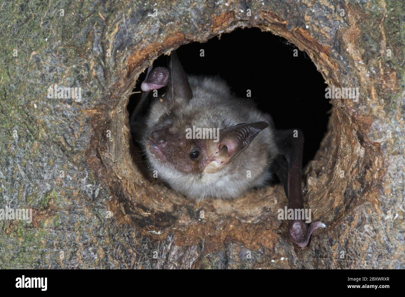 Greater Mouse-eared Bat, Myotis myotis Stock Photo - Alamy
