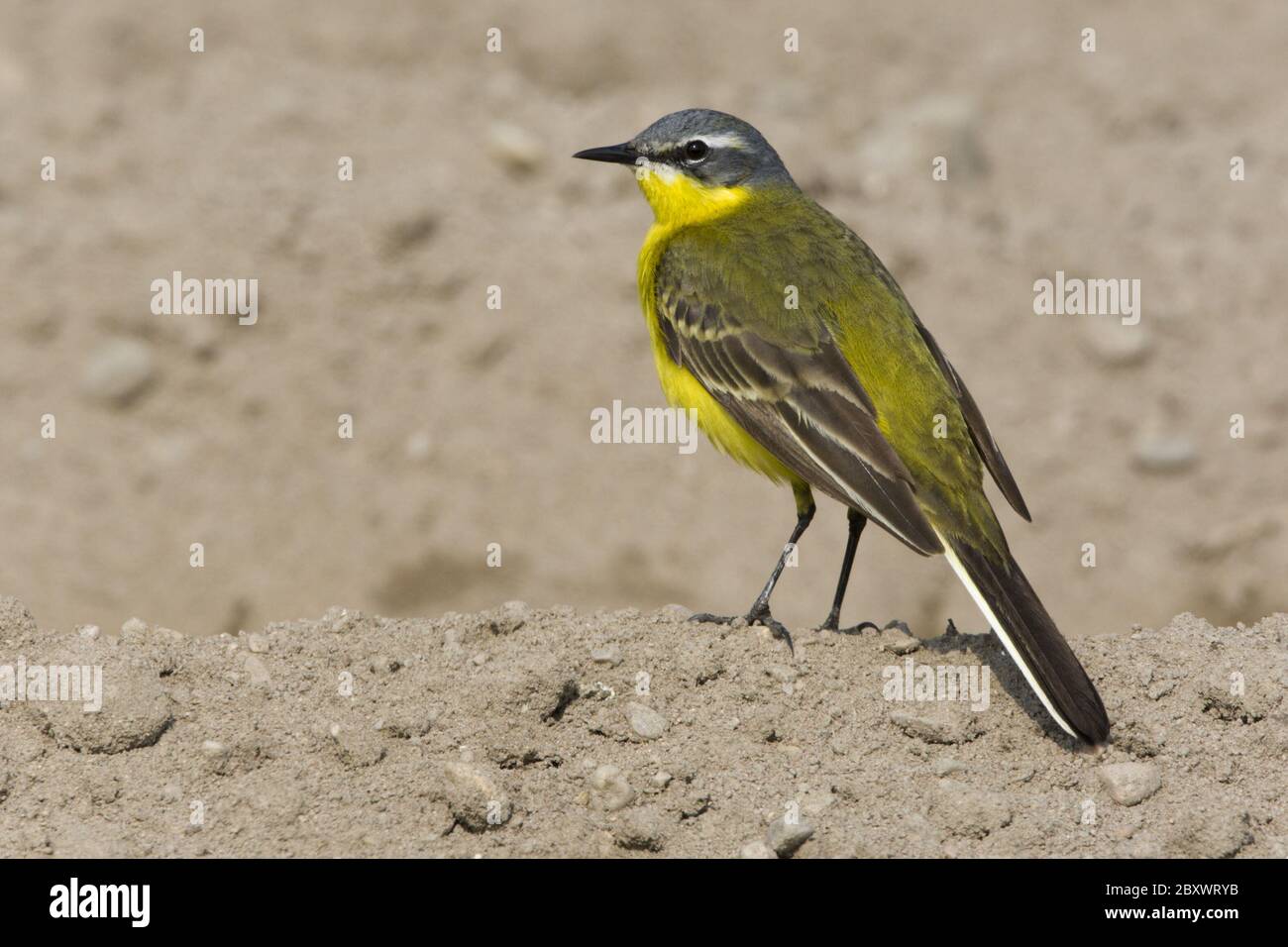 Motacilla flava, Yellow Wagtail, Blue-headed Wagtail, Europe Stock ...