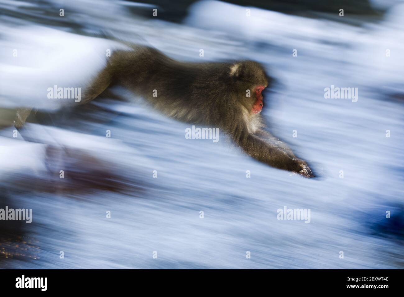 Macaca fuscata, Japanese macaque, jumping Stock Photo - Alamy