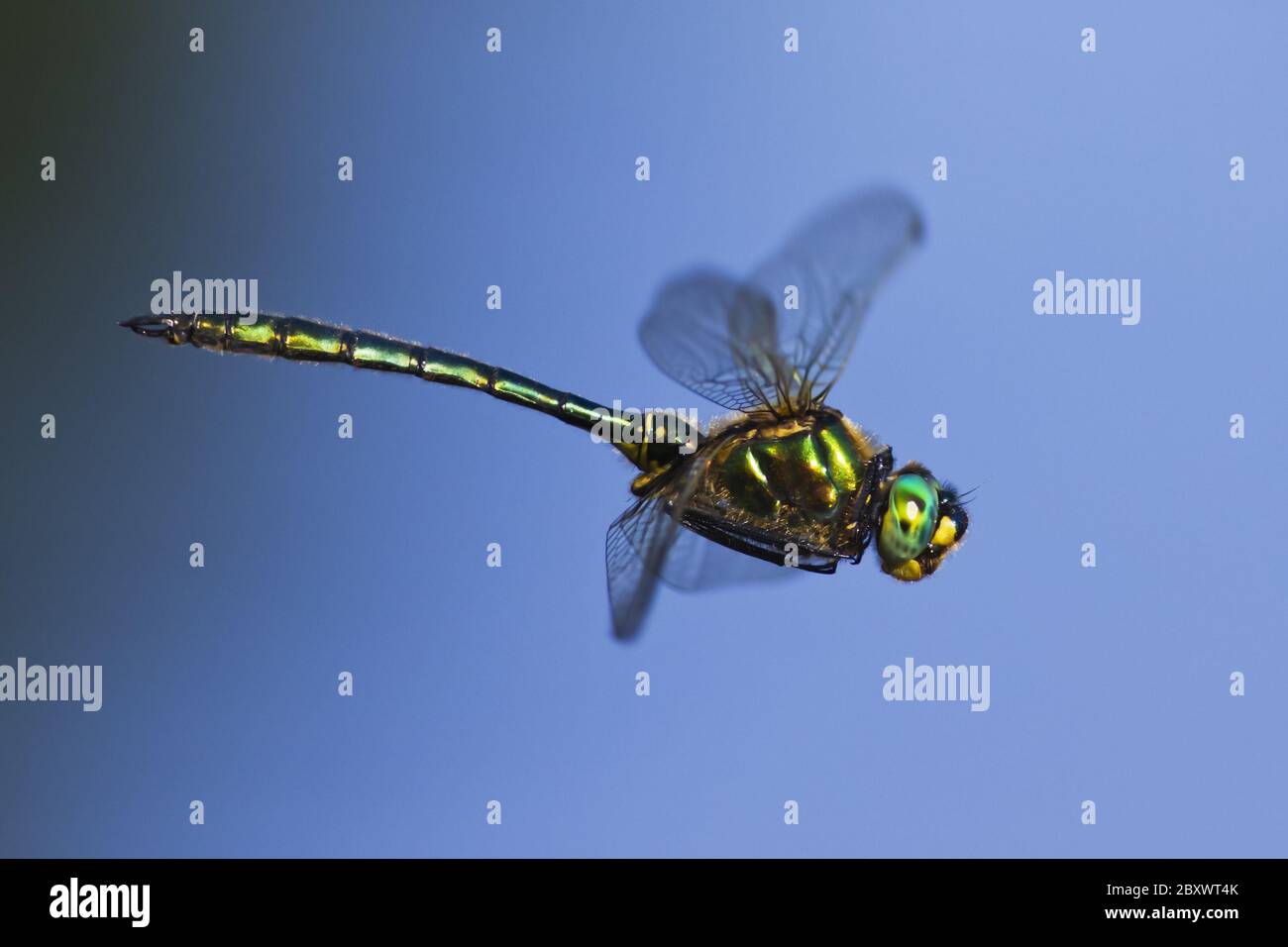 Cordulia aenea, Downy Emerald Stock Photo - Alamy