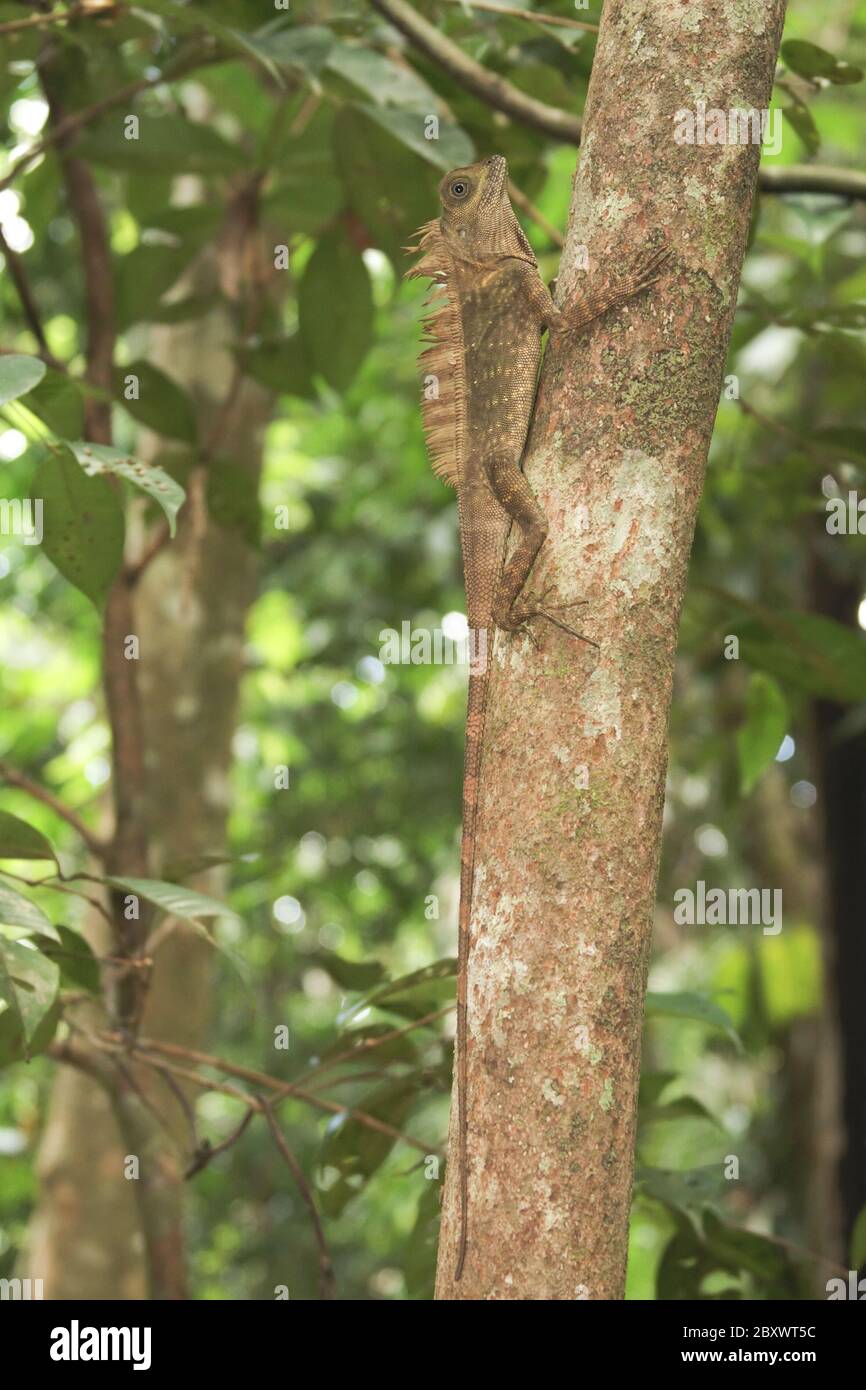 Comb crested agama hi-res stock photography and images - Alamy