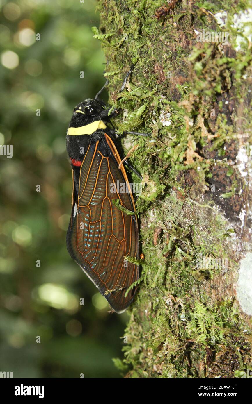 Tacua speciosa hi-res stock photography and images - Alamy