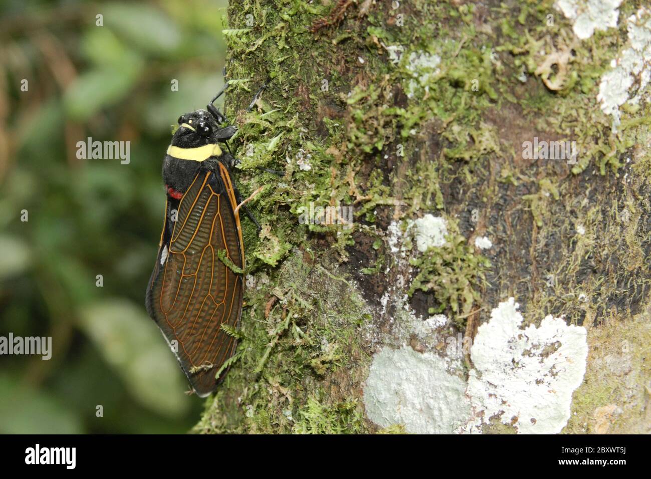 Tacua speciosa hi-res stock photography and images - Alamy