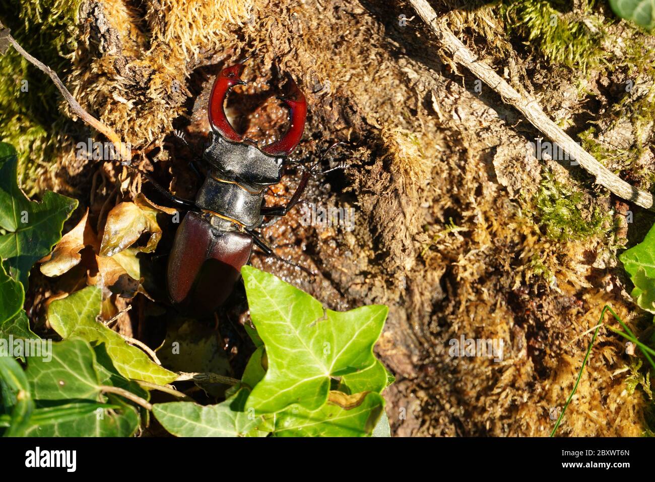 Ciervo volante hi-res stock photography and images - Alamy