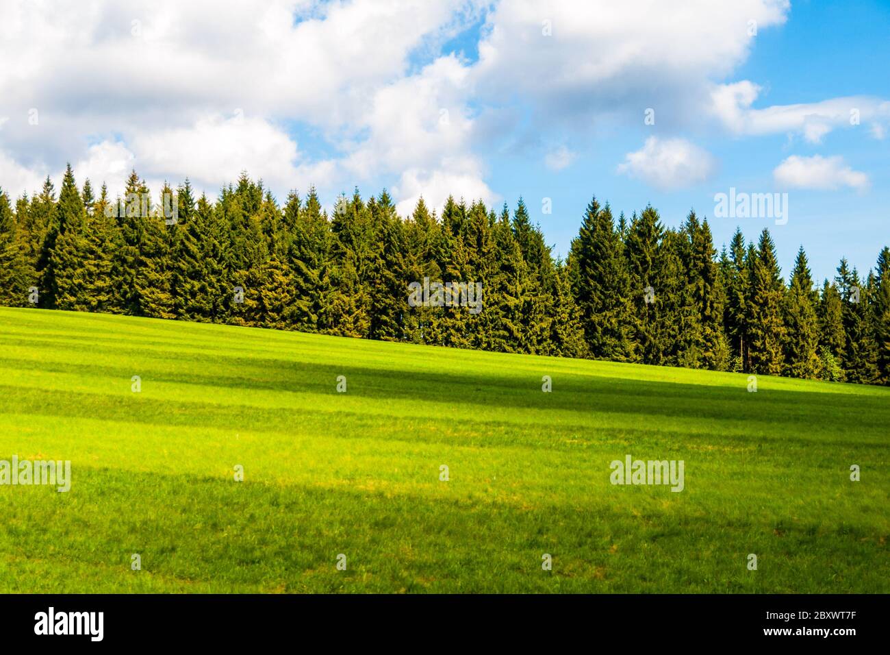 Lush green and freshly mowed meadow on sunny summer day. Rural ...