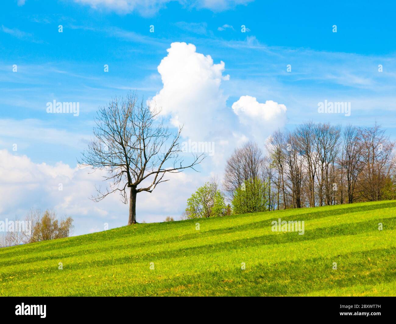 Lush green meadow hi-res stock photography and images - Alamy