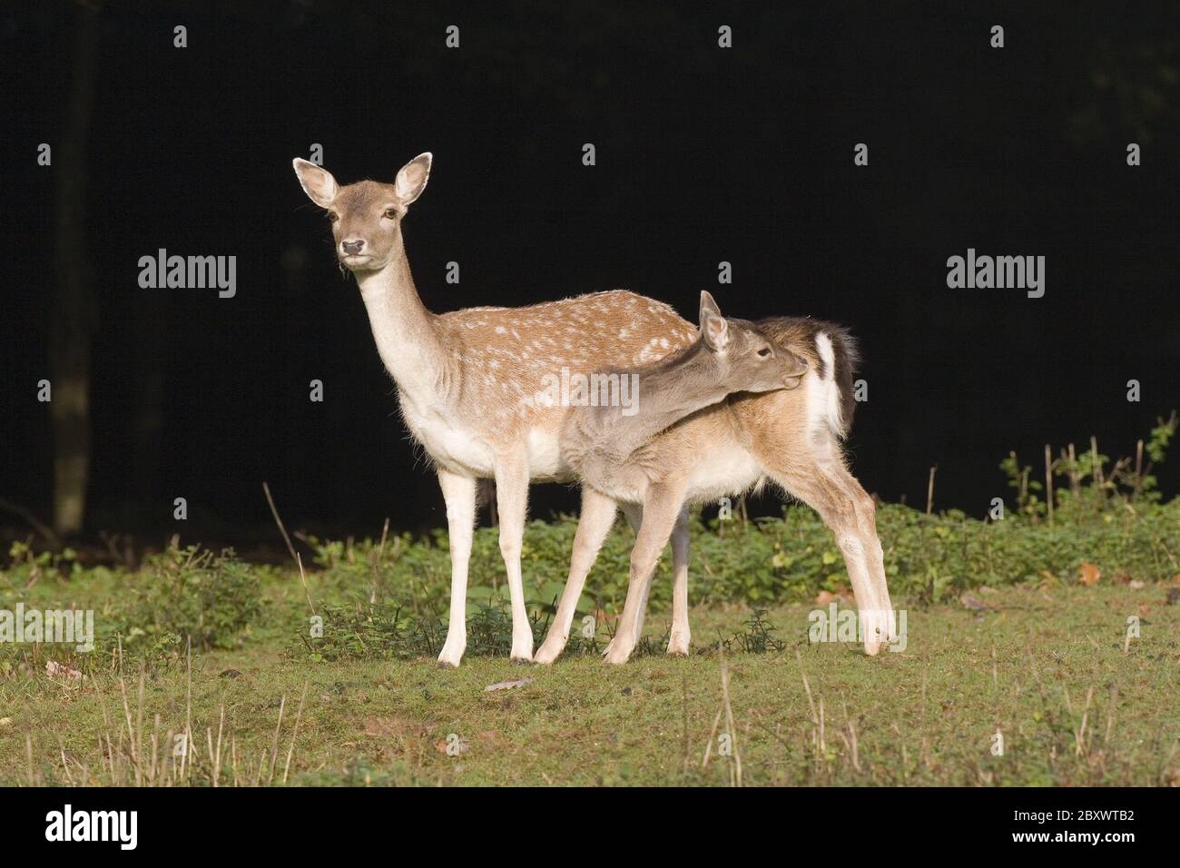 Dama dama, Fallow deer Stock Photo - Alamy