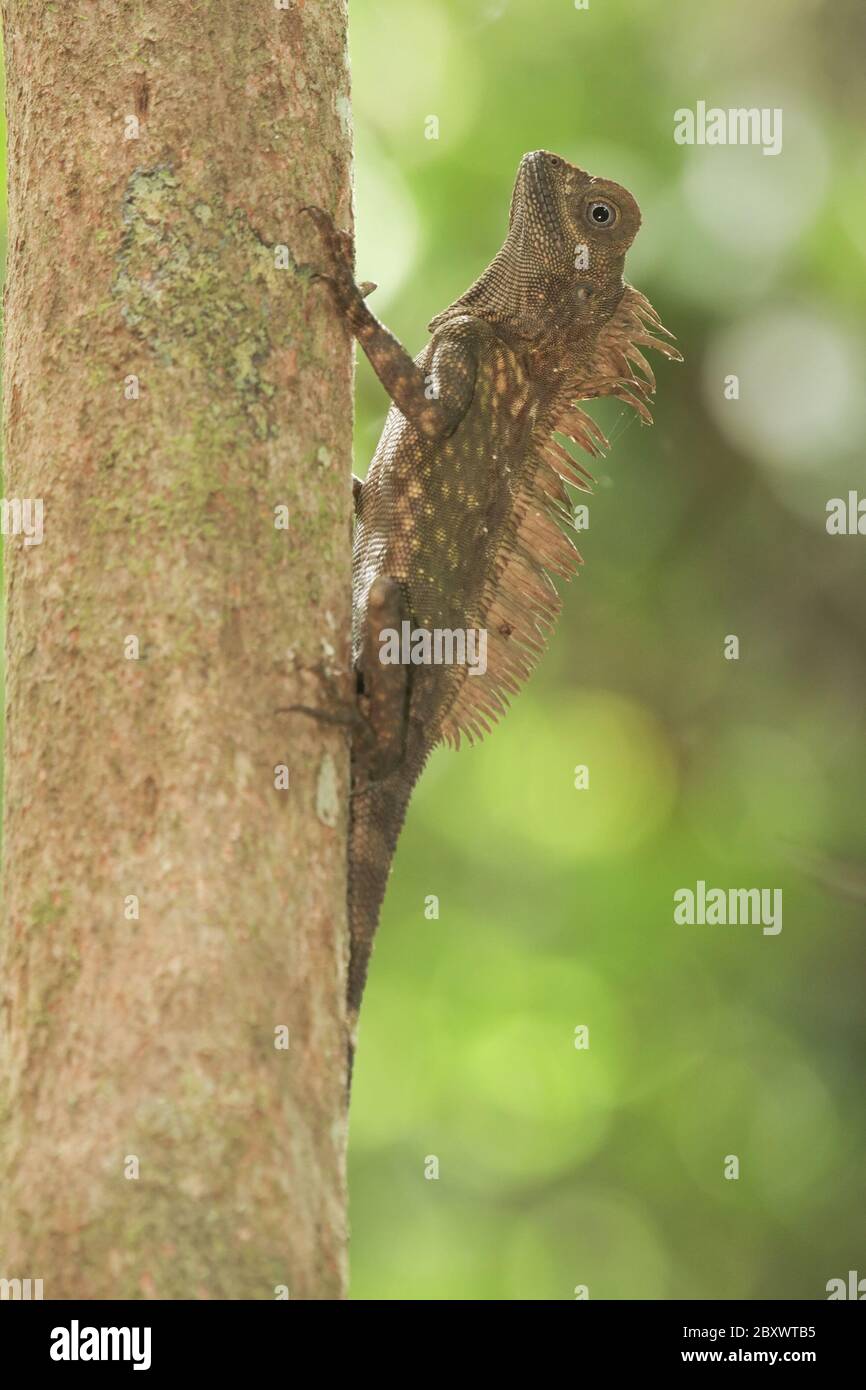 Comb-crested Forest Lizard, Borneo, Malaysia Stock Photo - Alamy