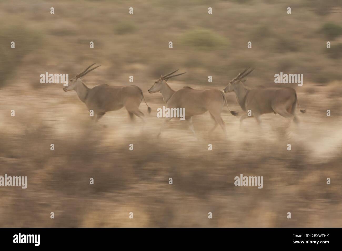 Kalahari art hi-res stock photography and images - Alamy