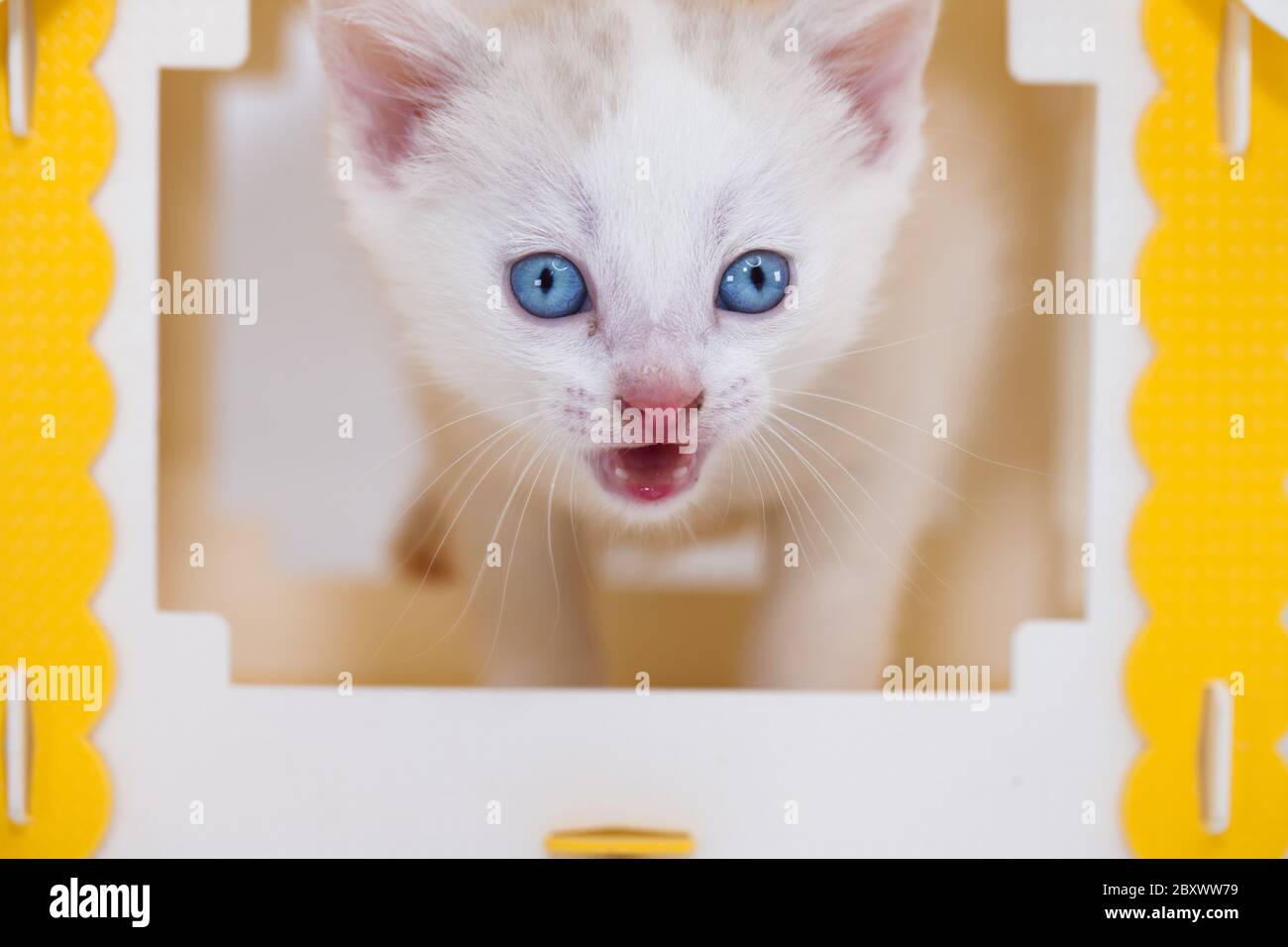 Scream concept. Call and agitation. Little white kitten in the house ...