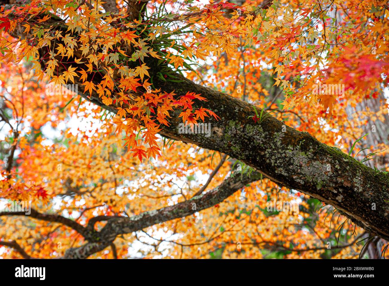 Fall colors and autumn foliage at the Tamukeyama Hachimangu Shrine in ...