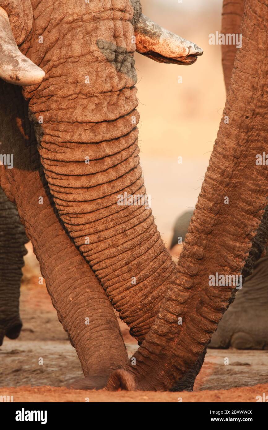 Elephant trunks hi-res stock photography and images - Alamy
