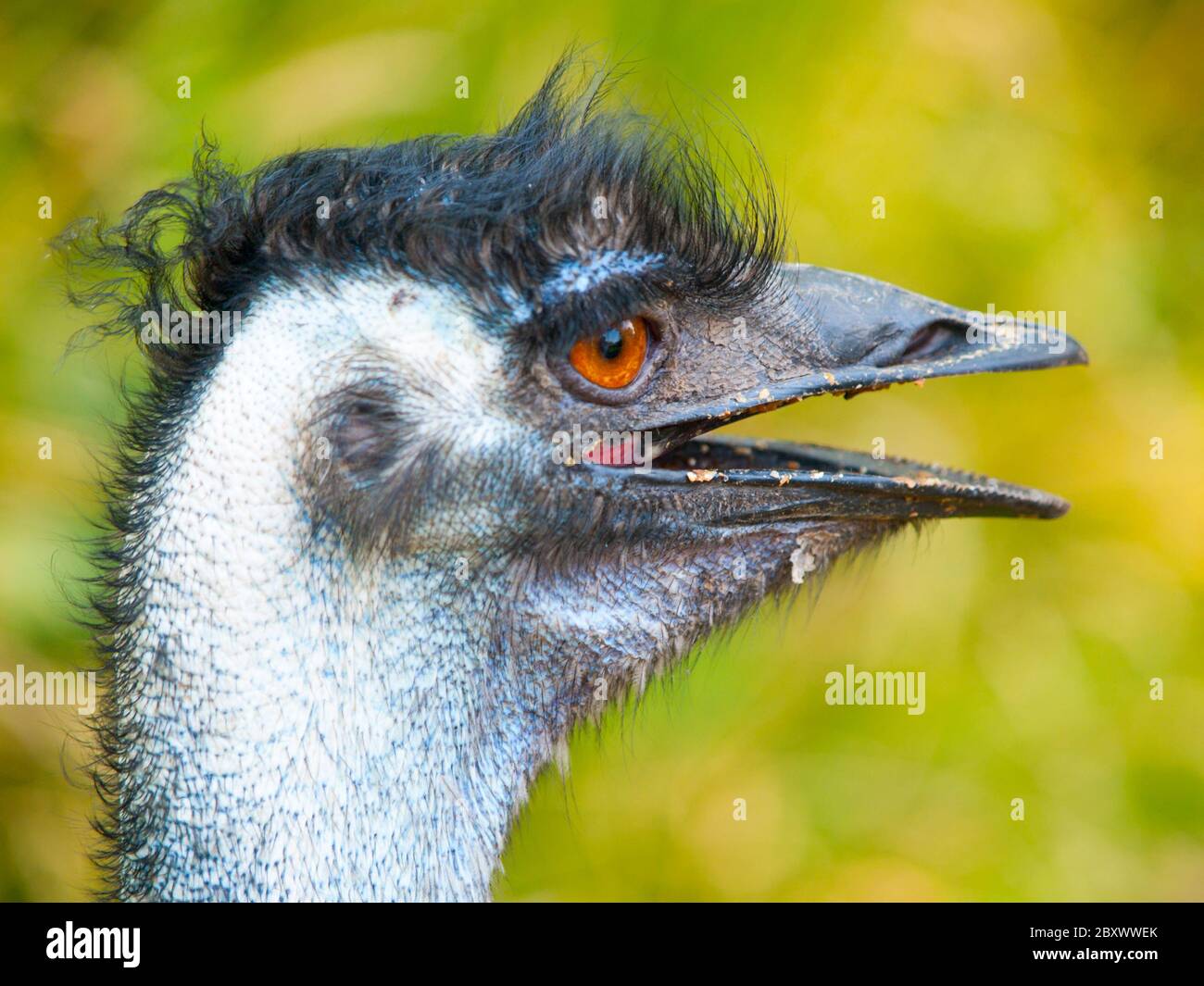 Emu head portrait hi-res stock photography and images - Alamy