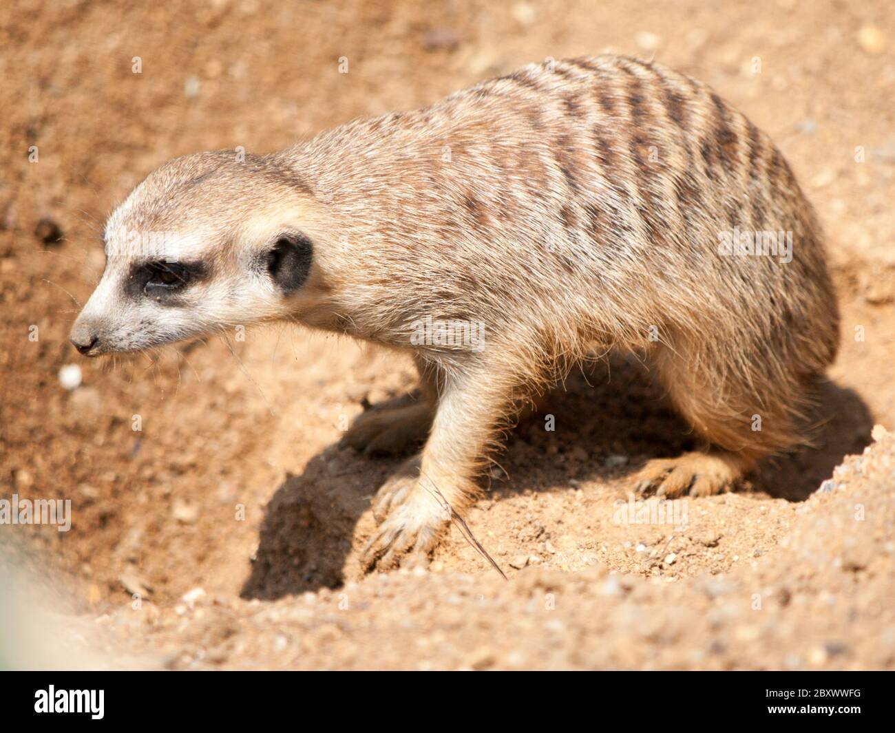 Meerkat, aka suricate - Suricata suricatta. Kalahari desert, Botswana ...