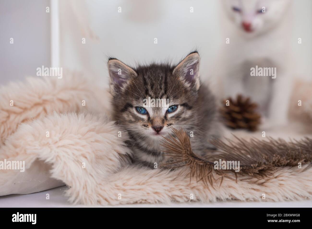 Kitten portrait. Close cat's eyes Stock Photo - Alamy